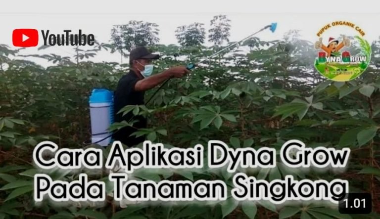 CARA MEMUPUK TANAMAN SINGKONG YANG BENAR – POC Dyna Grow