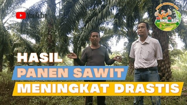Hasil Panen Sawit Meningkat Drastis – POC Dyna Grow