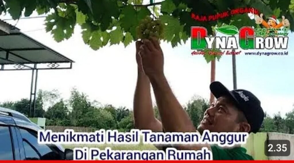 TANAM ANGGUR MEMANFAATKAN PEKARANGAN RUMAH – POC Dyna Grow