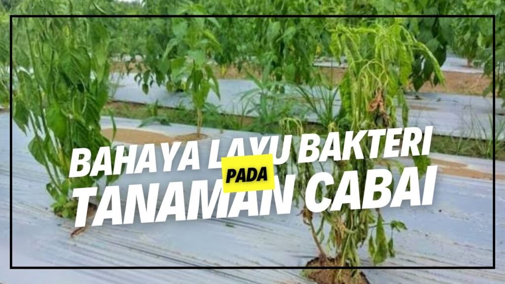 BAHAYA PENYAKIT LAYU BAKTERI PADA TANAMAN CABAI – POC Dyna Grow