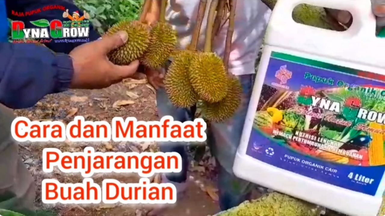 CARA DAN MANFAAT PENJARANGAN BUAH DURIAN – POC Dyna Grow