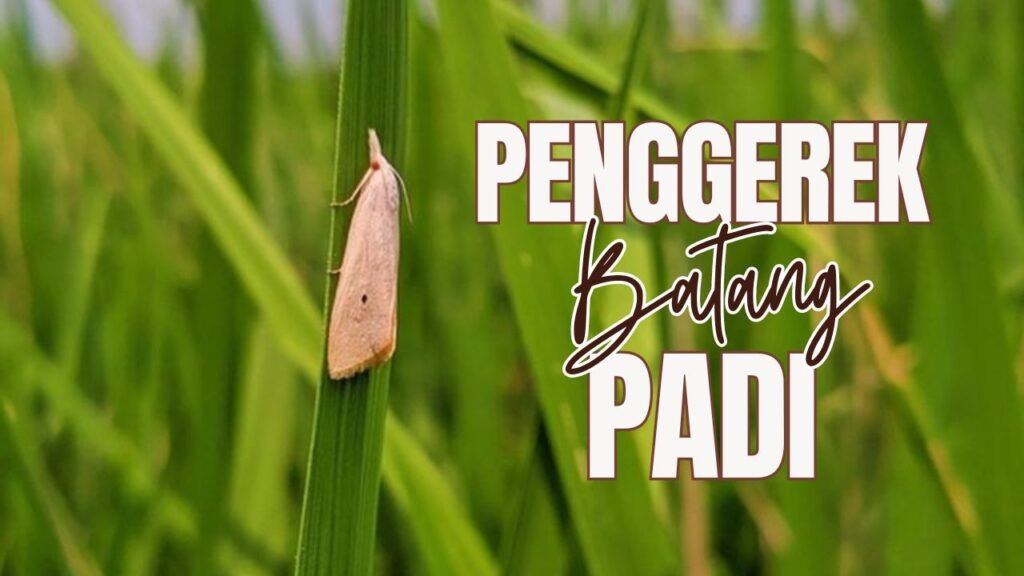 HAMA PENGGEREK BATANG PADI – POC Dyna Grow
