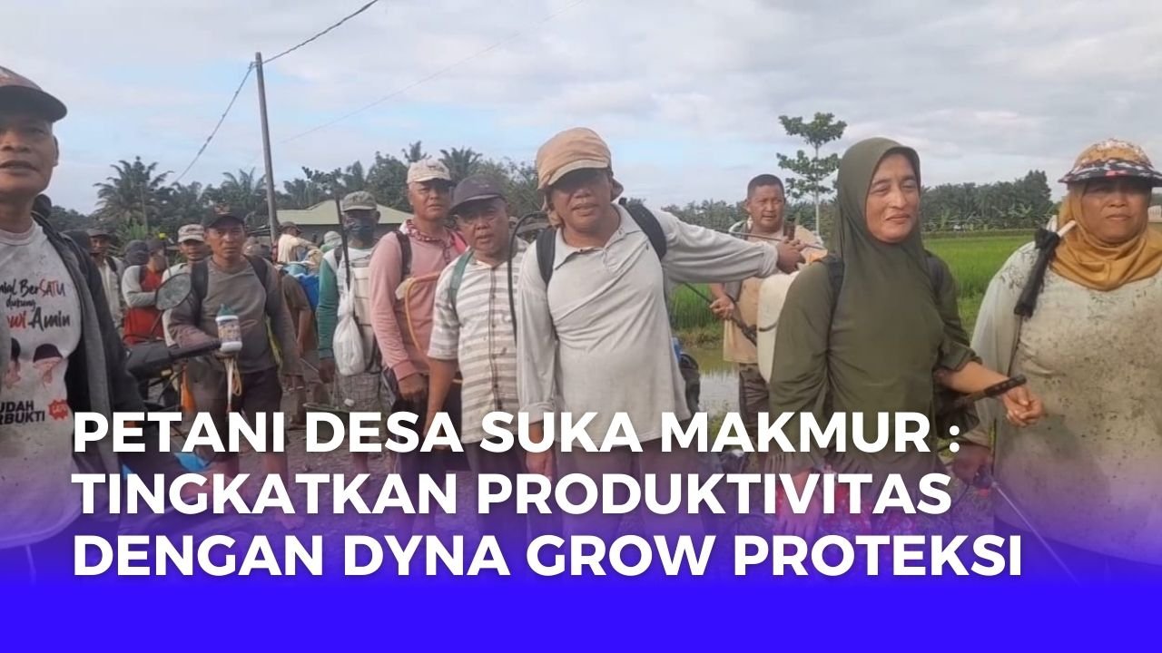 SEMPROT MASSAL PADA TANAMAN PADI – POC Dyna Grow