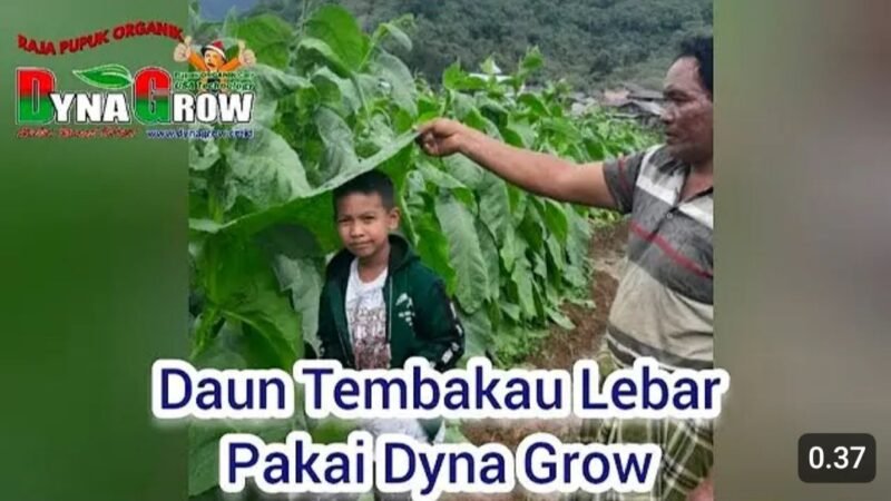 DAUN TEMBAKAU SUBUR PAKAI DYNA GROW – POC Dyna Grow