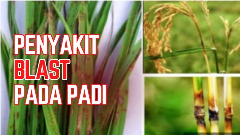 WASPADA PENYAKIT BLAS PADA PADI – POC Dyna Grow